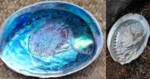 Abalone Meaning: Healing Properties, Benefits and Uses