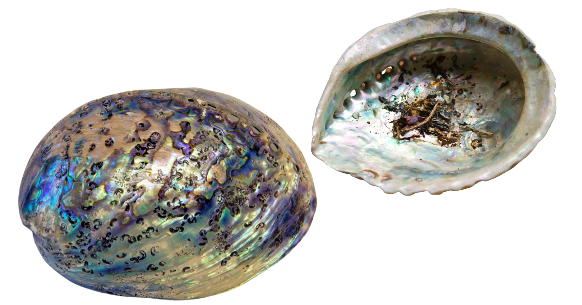 Abalone Meaning: Healing Properties, Benefits and Uses