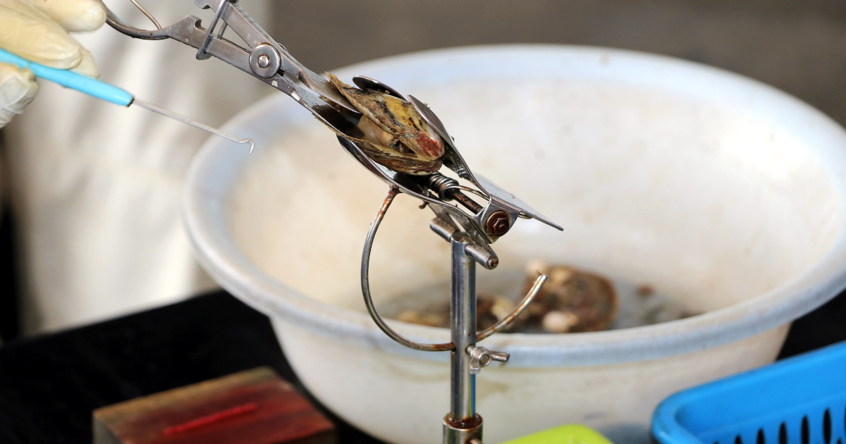 Saltwater Pearl Meaning: Healing Properties, Benefits and Uses